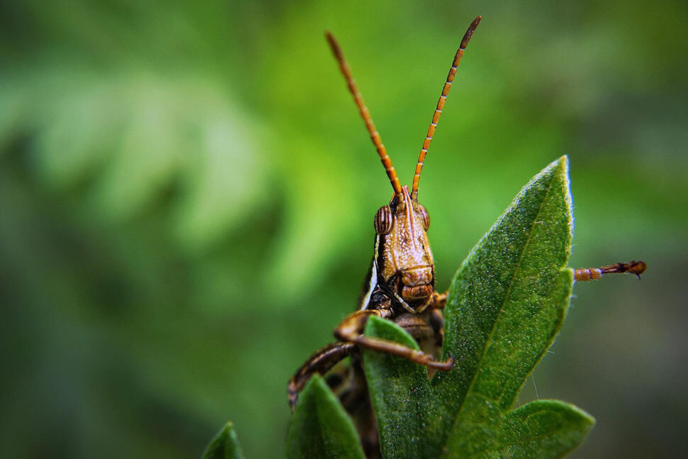 Insects as a food for the future? | gastronomy ticker | BHS-Tabletop